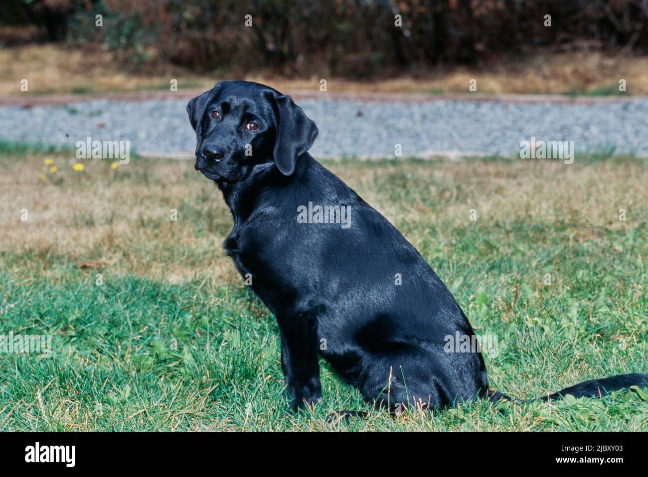 Black lab sitting hi-res stock photography and images - Alamy