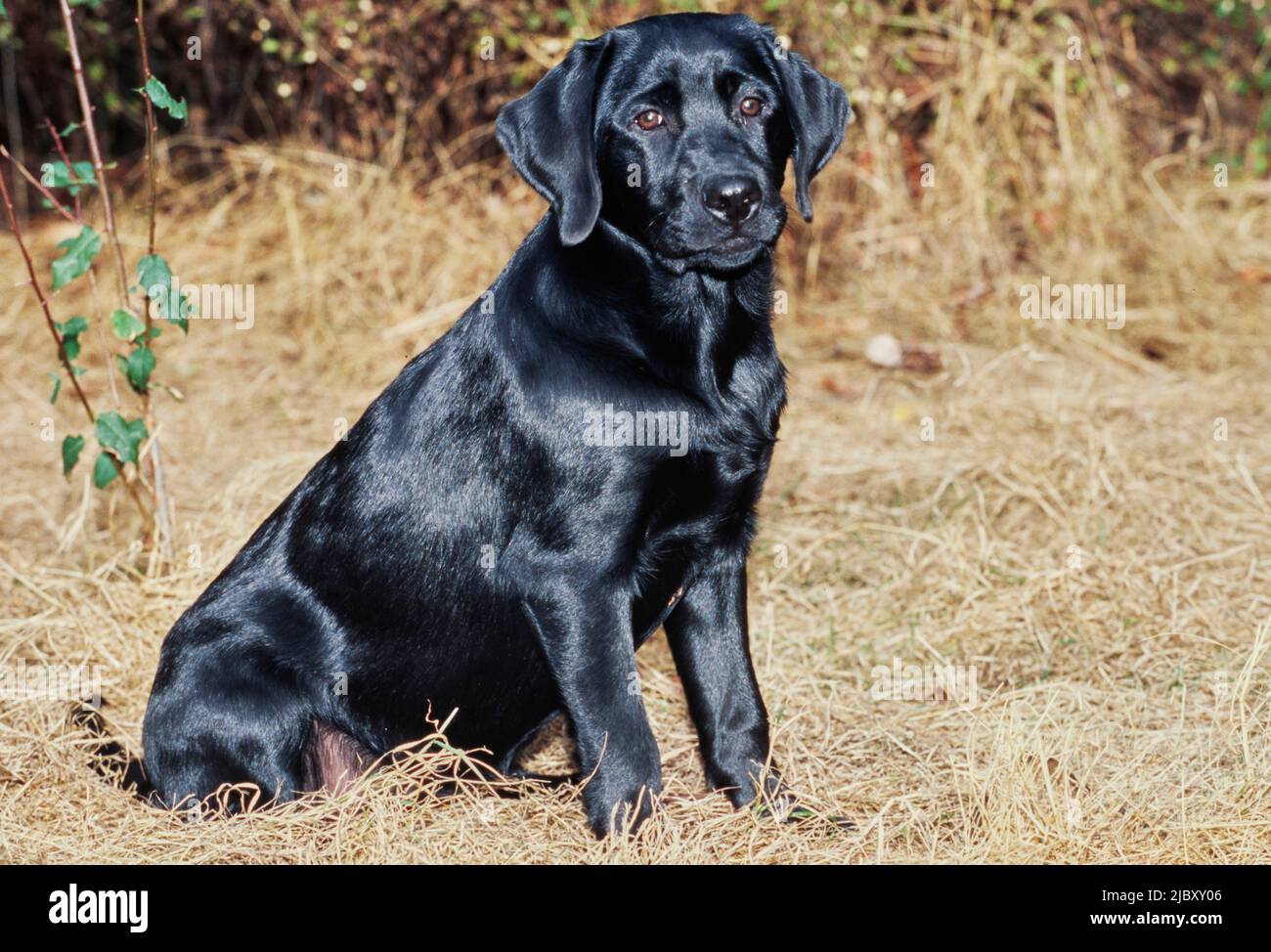 Sitting in yard hi-res stock photography and images - Alamy