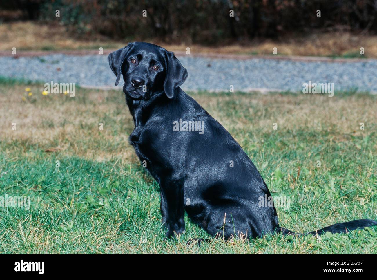 Black lab sitting hi-res stock photography and images - Alamy
