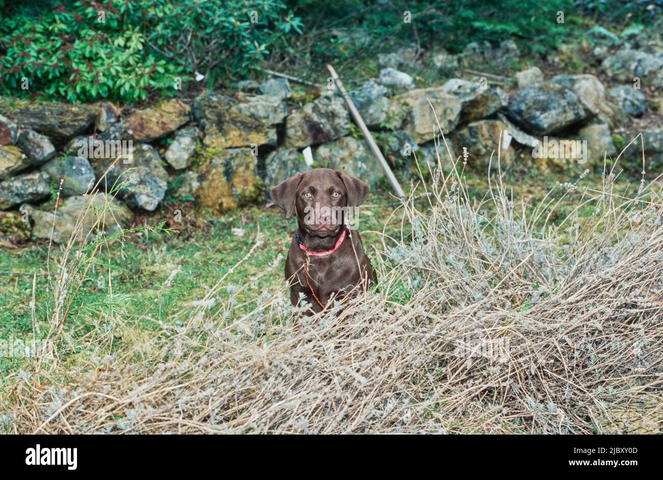 In front of chocolate hi-res stock photography and images - Alamy