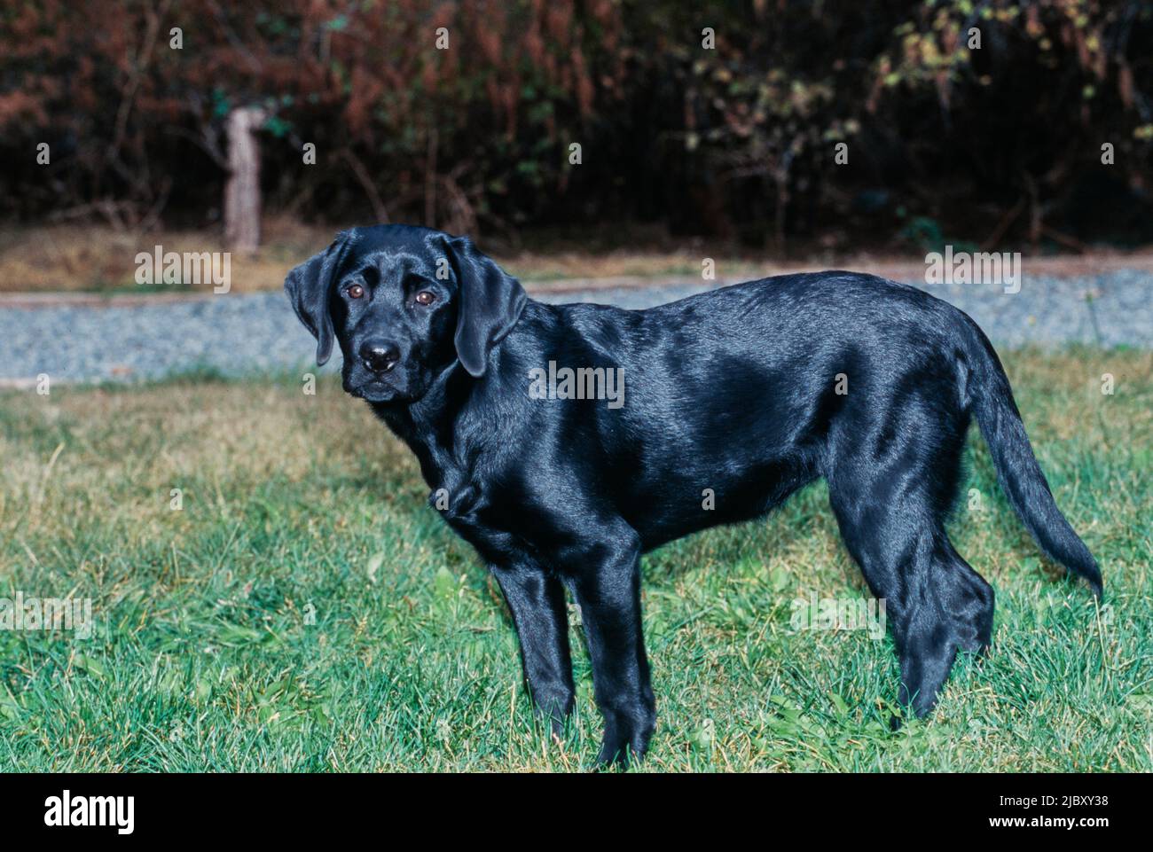 Young black lab hi-res stock photography and images - Alamy