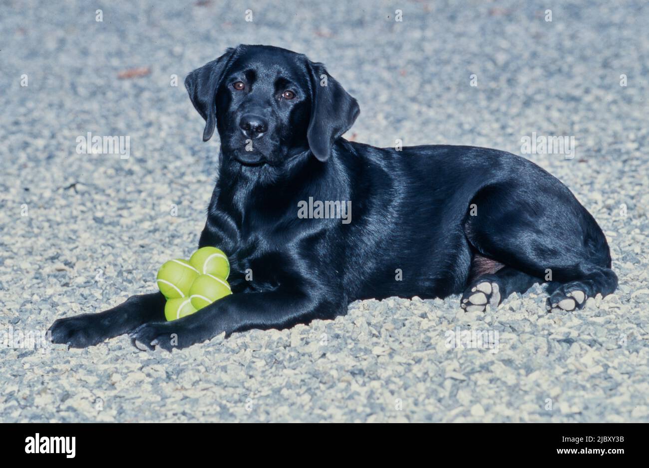 Young black lab laying on gravel with tennis balls Stock Photo - Alamy