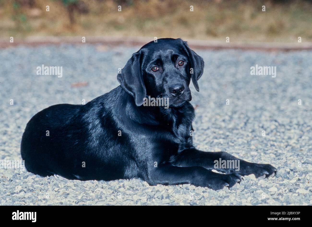 Young black lab laying on gravel Stock Photo - Alamy