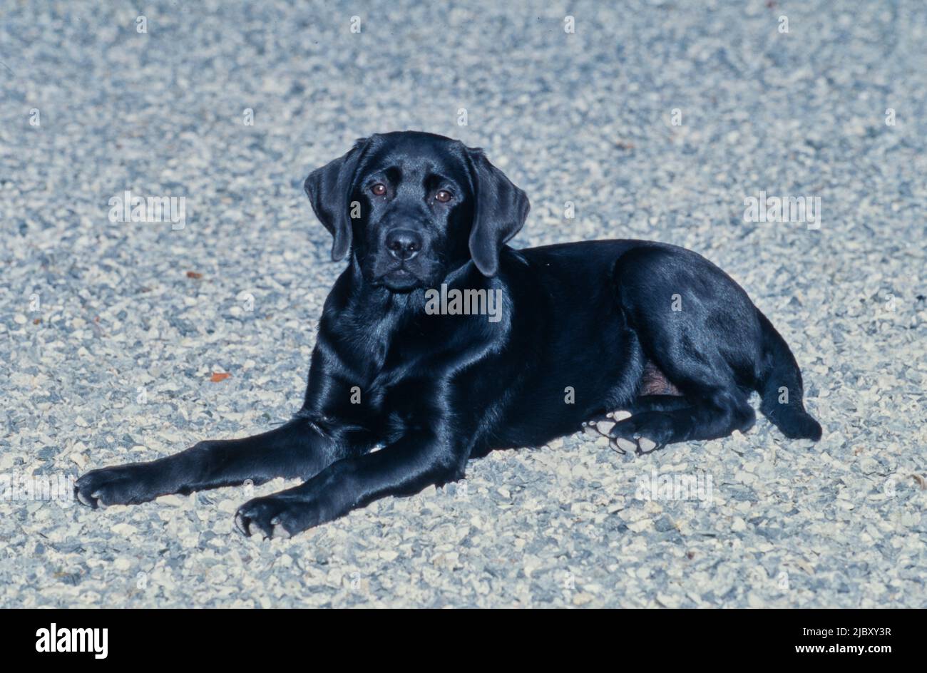 Young black lab laying on gravel Stock Photo - Alamy