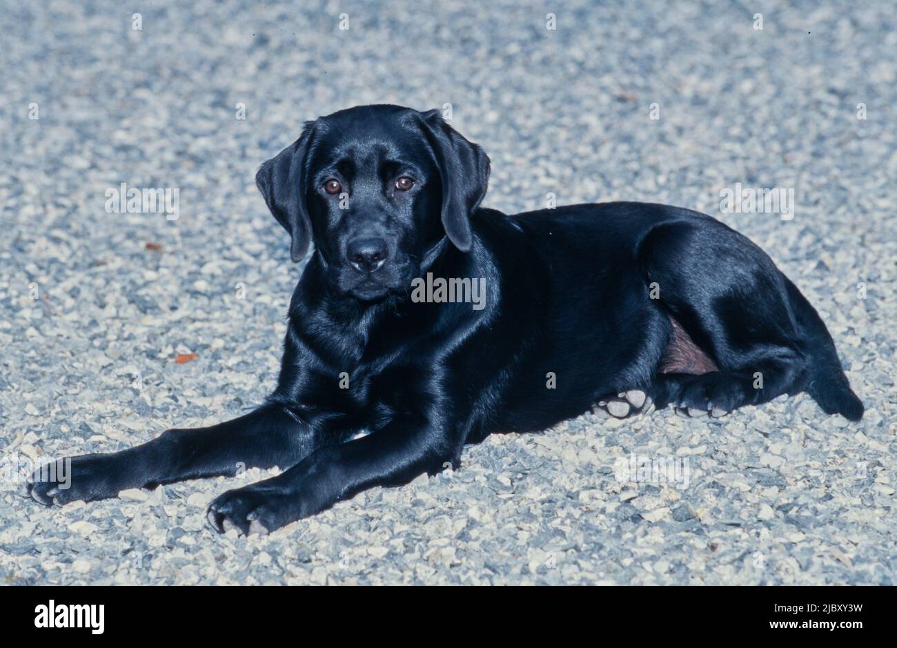 Young black lab laying on gravel Stock Photo - Alamy