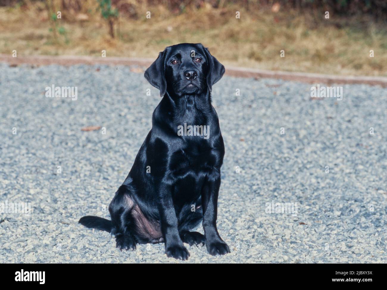 Young black lab sitting on gravel Stock Photo - Alamy