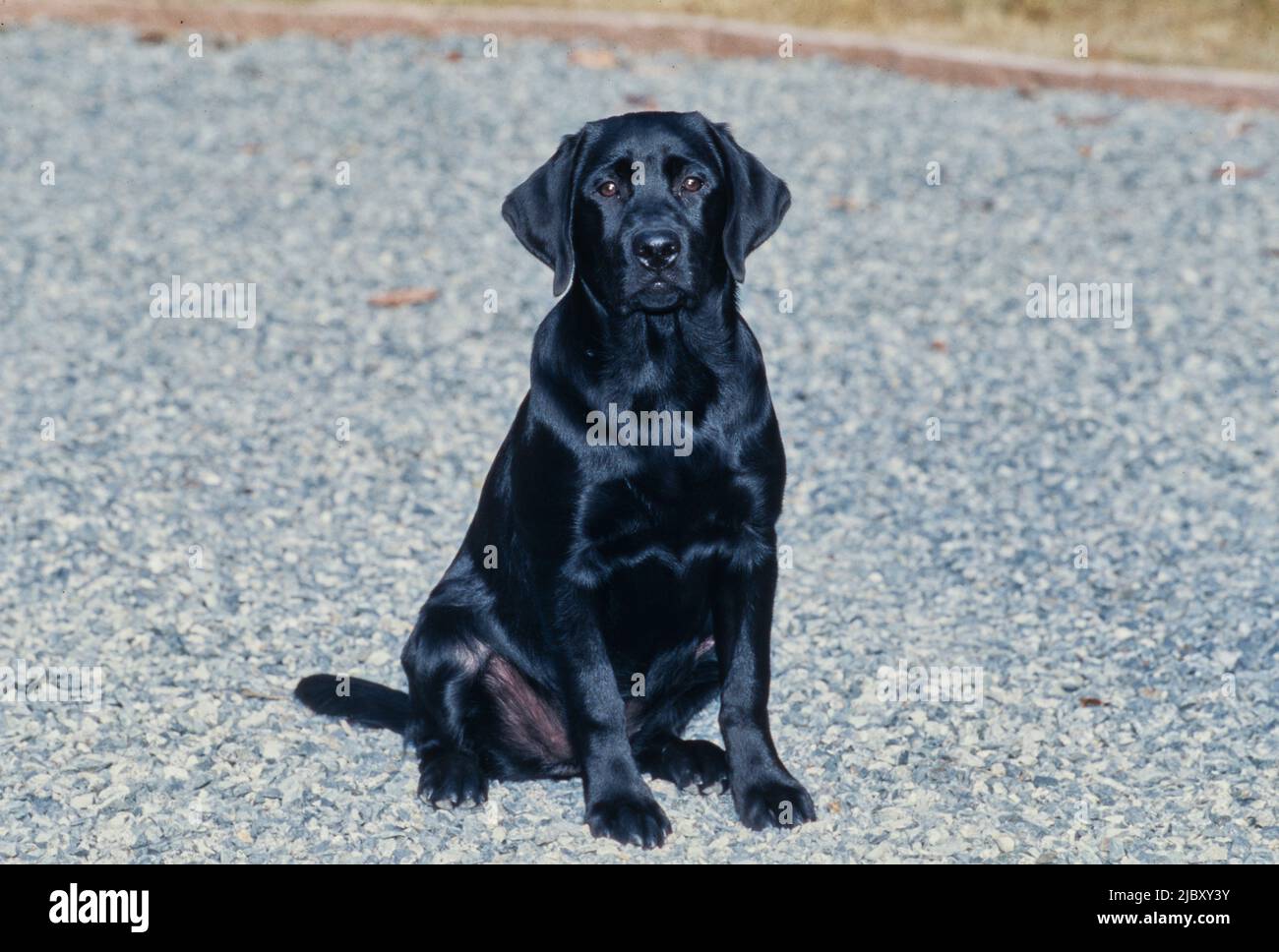 Young black lab sitting on gravel Stock Photo - Alamy