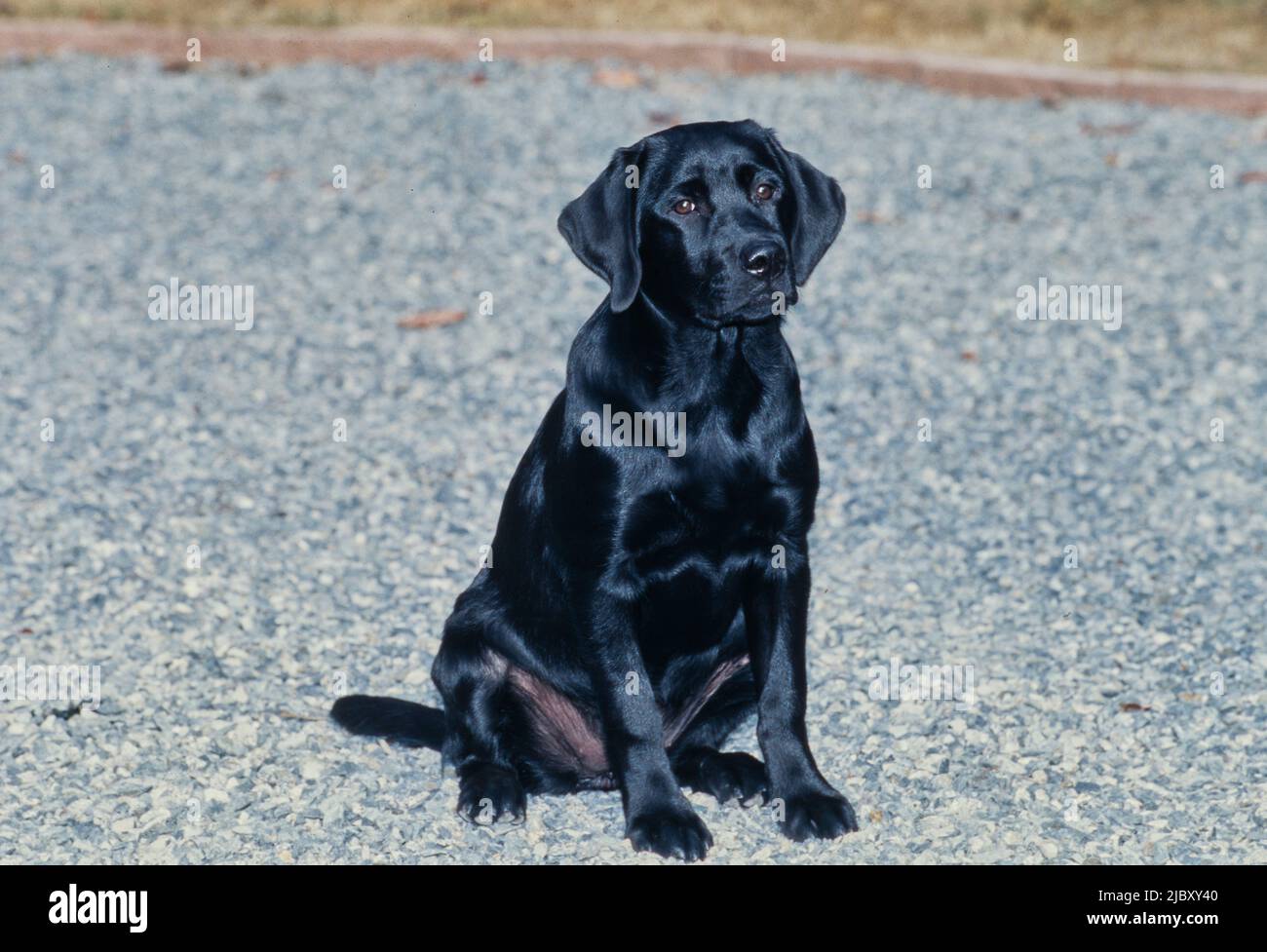 Young black lab sitting on gravel Stock Photo - Alamy