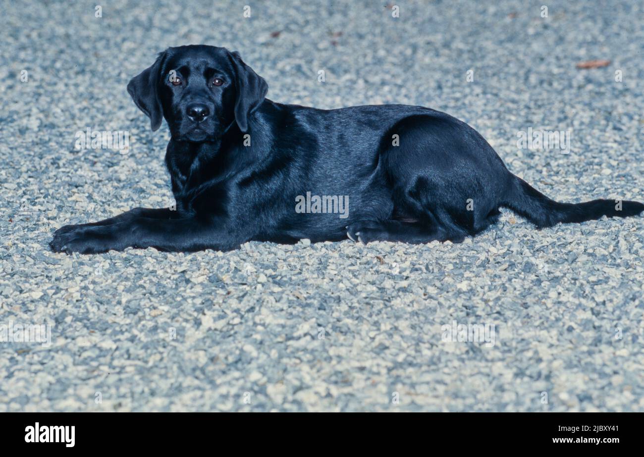 Young black lab laying on gravel Stock Photo - Alamy