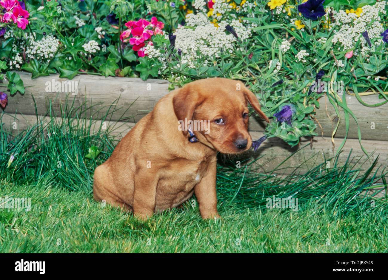 Red lab puppy in front of flowers Stock Photo - Alamy