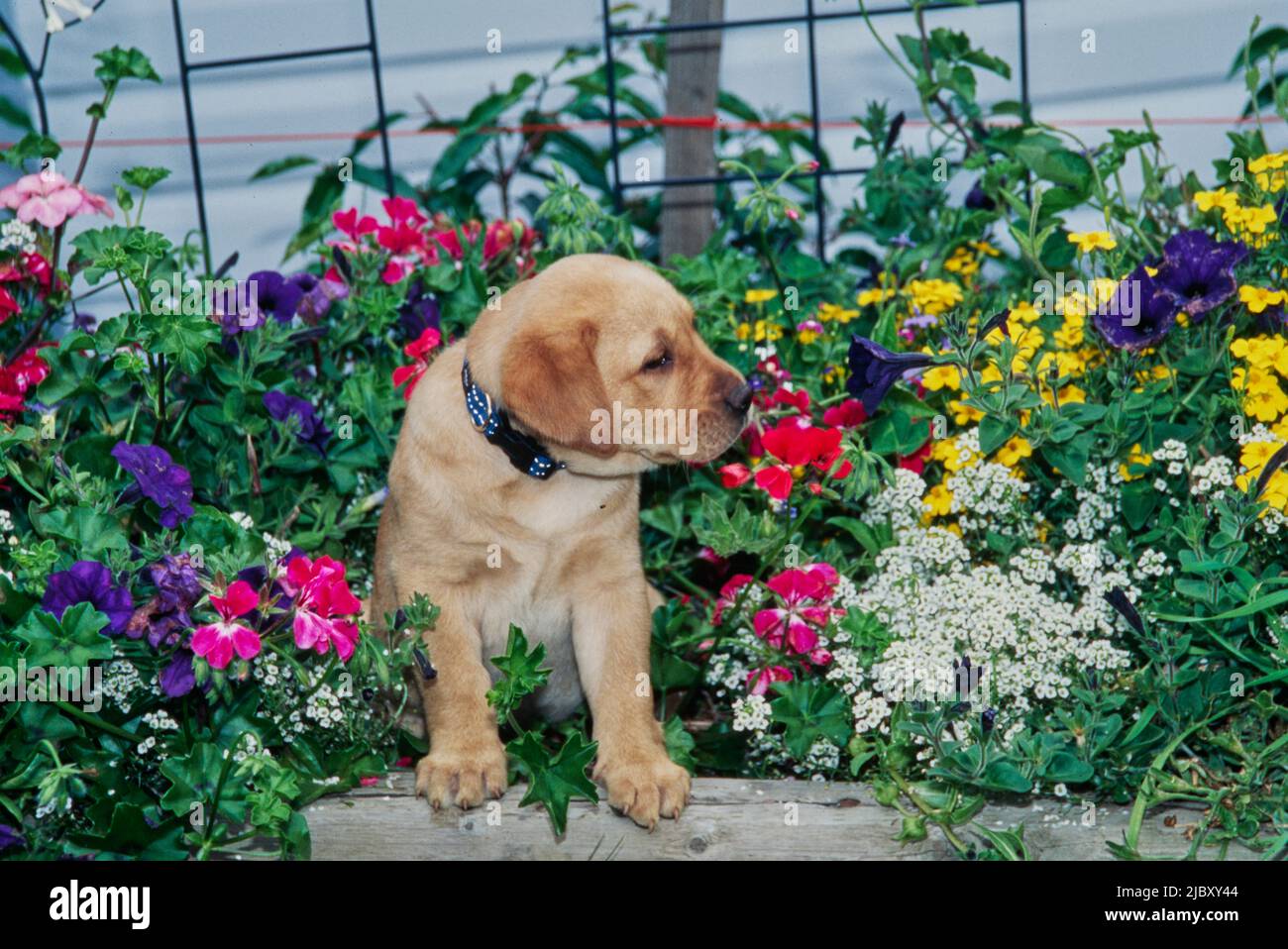 Yellow lab puppy in front of flowers Stock Photo - Alamy