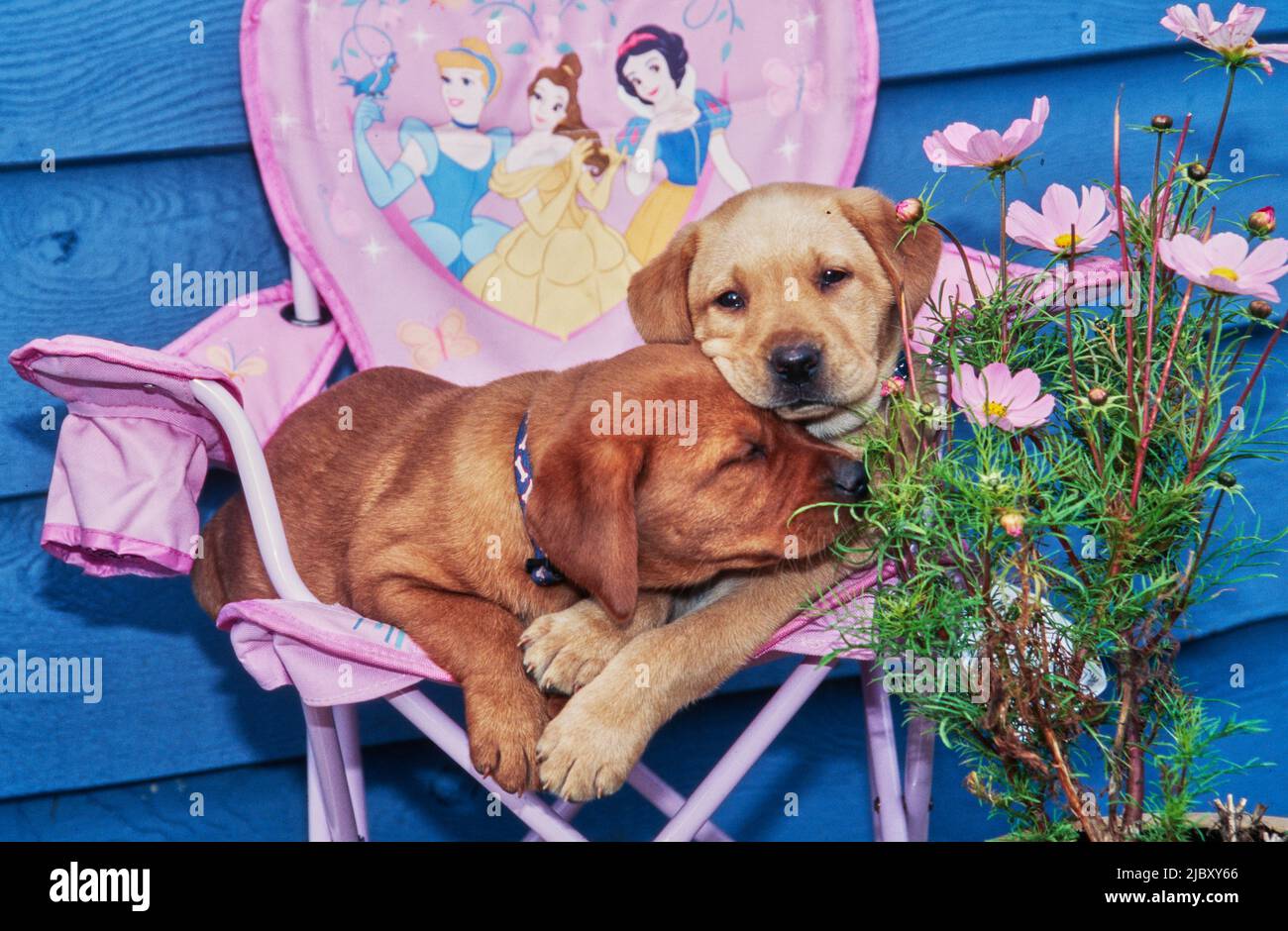 Yellow and red lab puppies sitting in pink princess chair Stock Photo ...