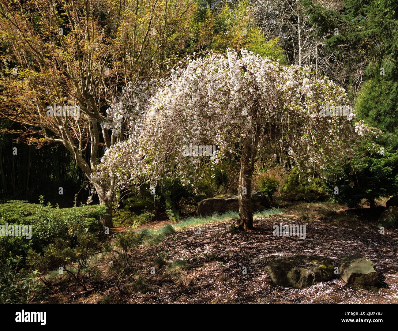 White cherry blossoms on tree in Japanese Garden Stock Photo - Alamy