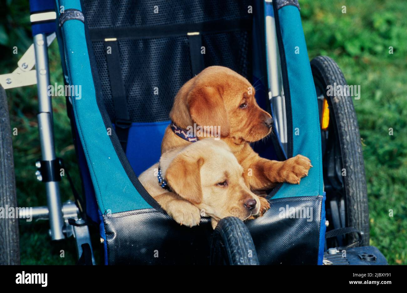 Yellow and red lab puppies in stroller Stock Photo - Alamy