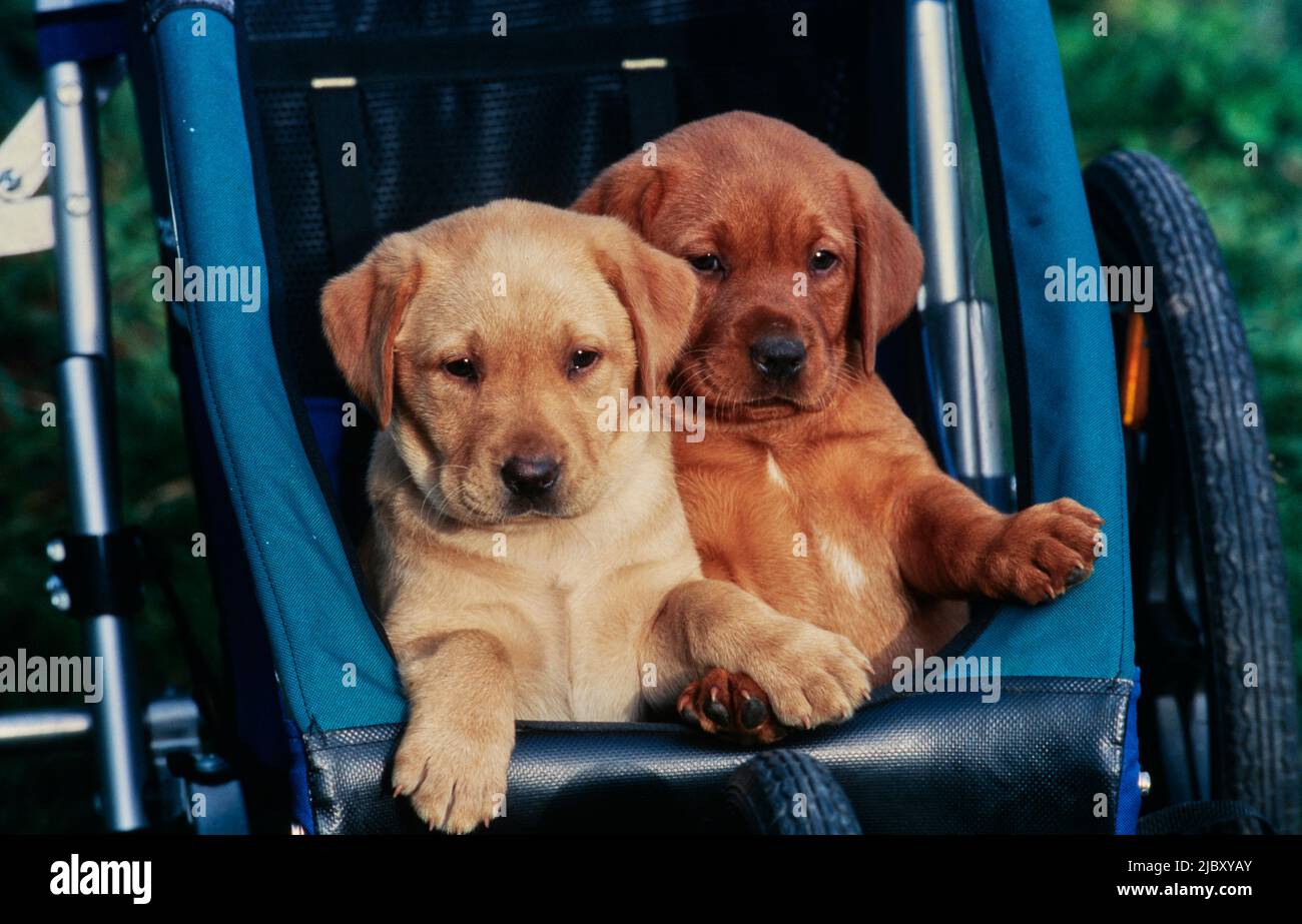 Yellow and red lab puppies in stroller Stock Photo - Alamy