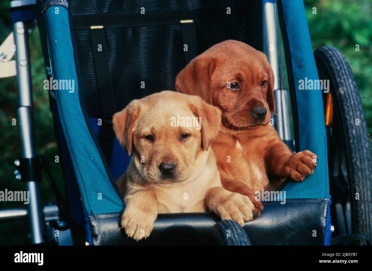 Yellow and red lab puppies in stroller Stock Photo - Alamy