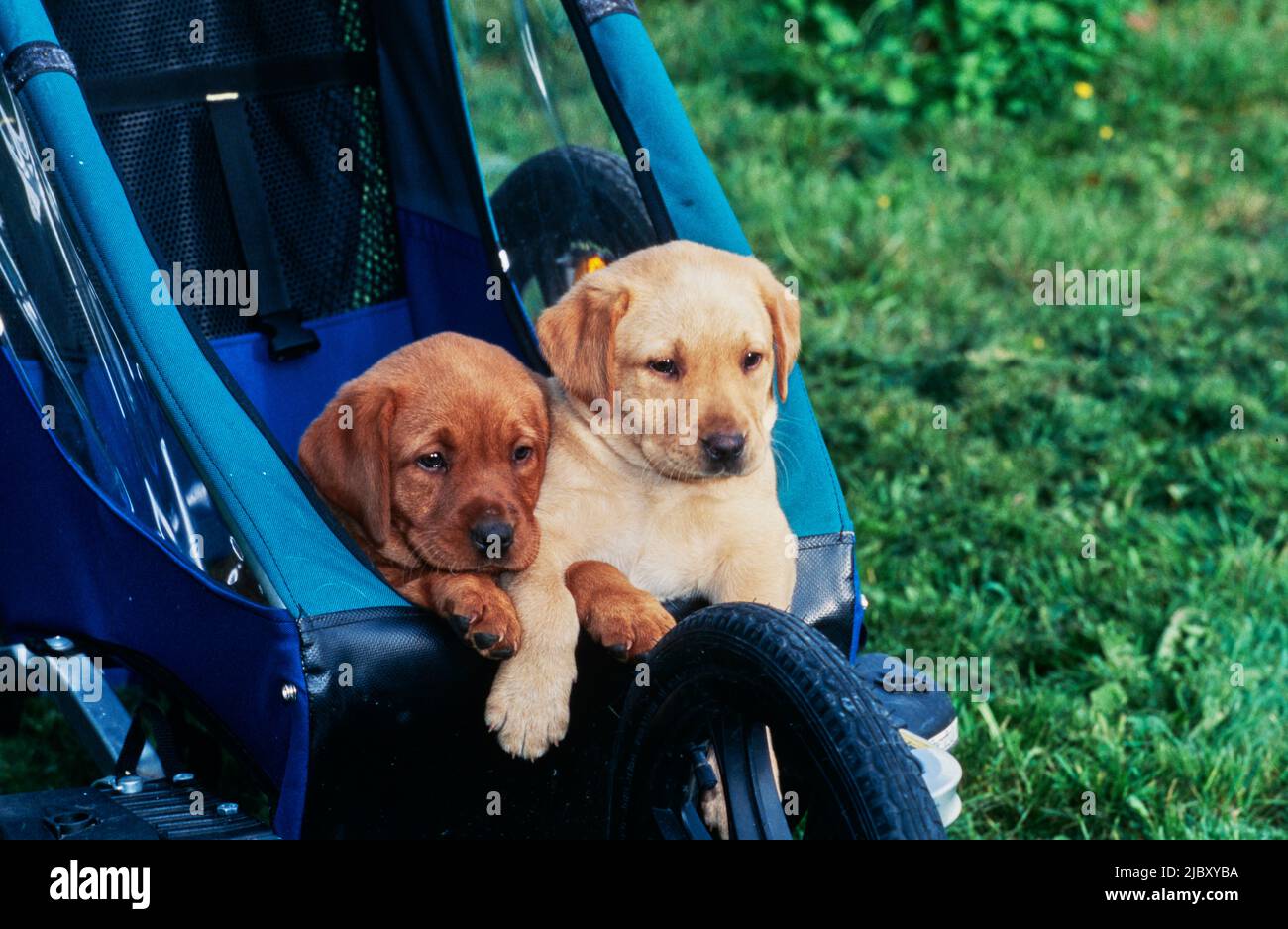 Yellow and red lab puppies in stroller Stock Photo - Alamy