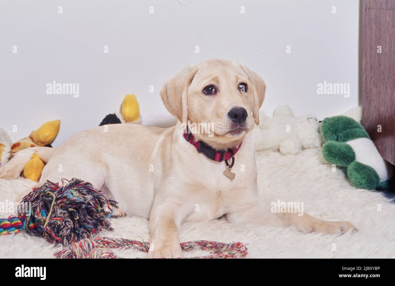 Animal beige hi-res stock photography and images - Alamy