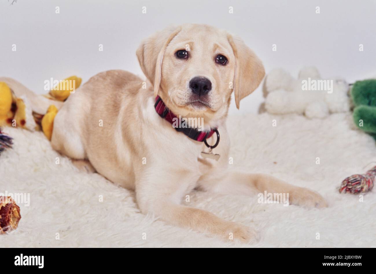Animal beige hi-res stock photography and images - Alamy