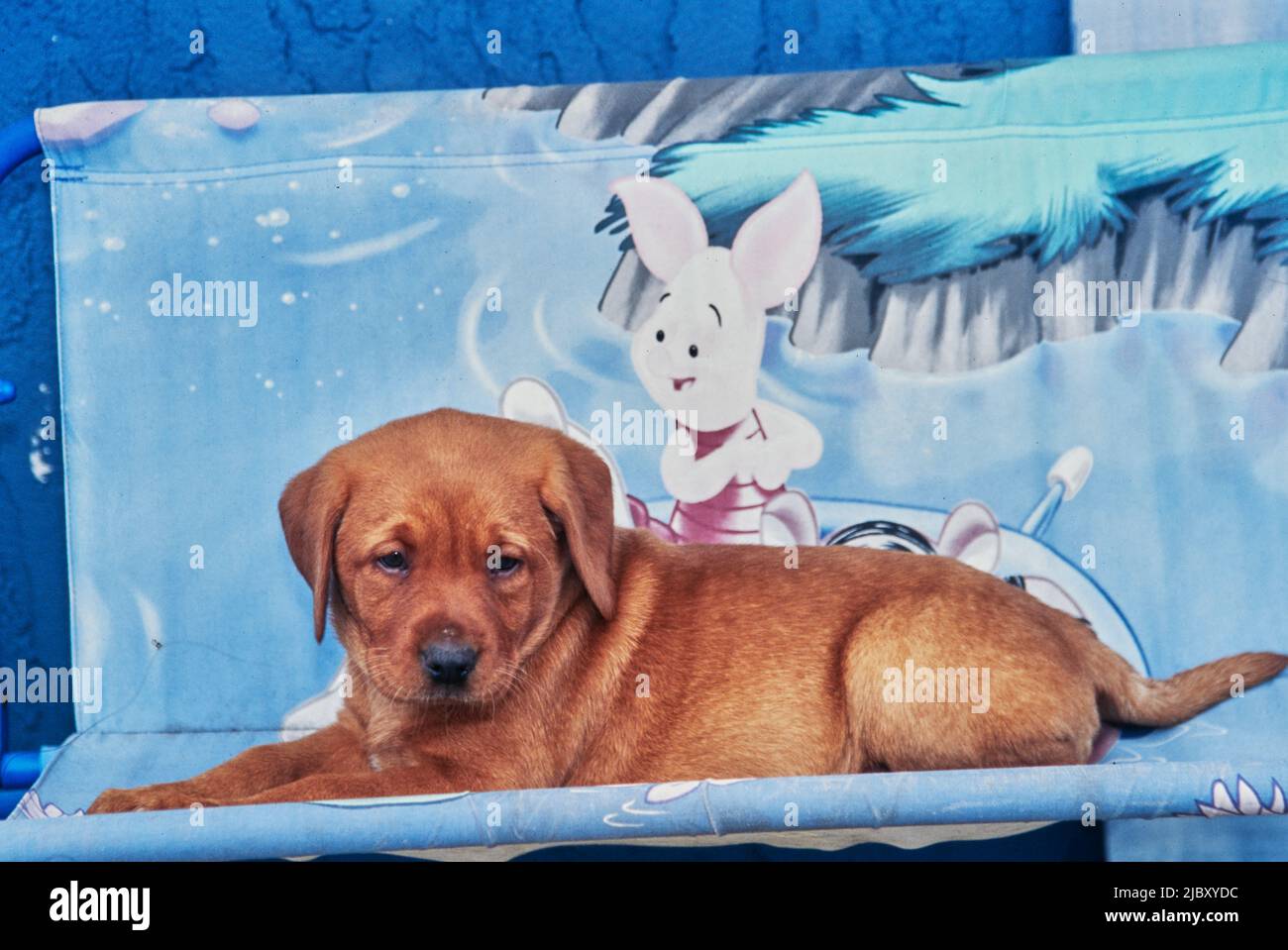 Red lab puppy sitting on blue cot bed Stock Photo - Alamy