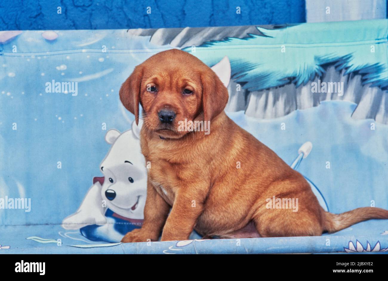 Labrador retriever on bed hi-res stock photography and images - Alamy