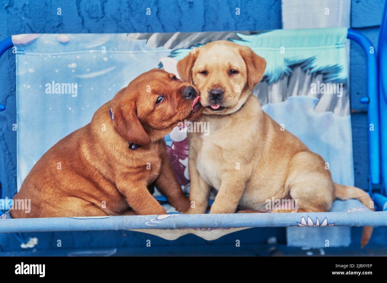 Red And Yellow Lab Puppies