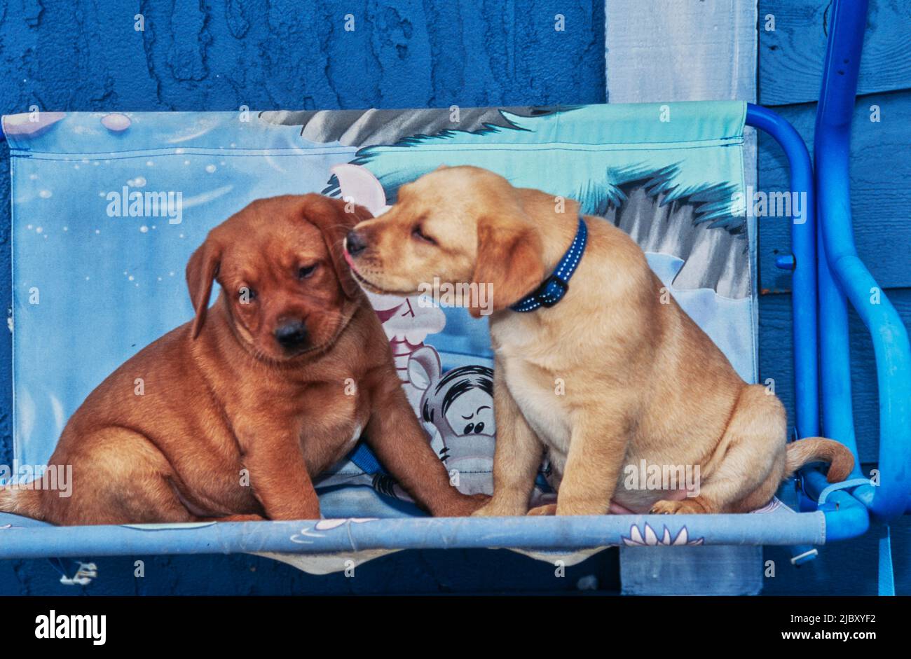 Red And Yellow Lab Puppies
