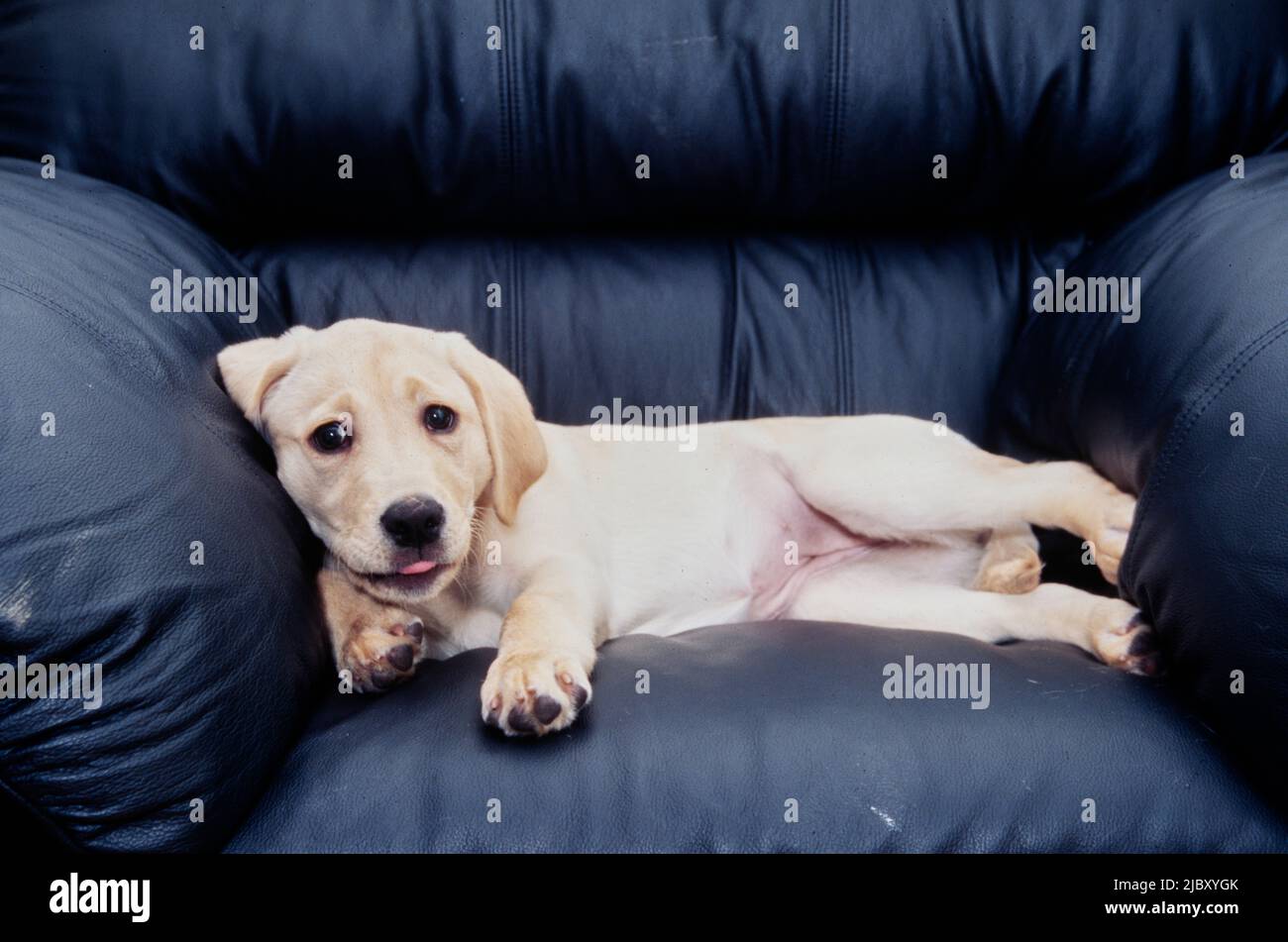 White lab puppy on black leather chair Stock Photo - Alamy