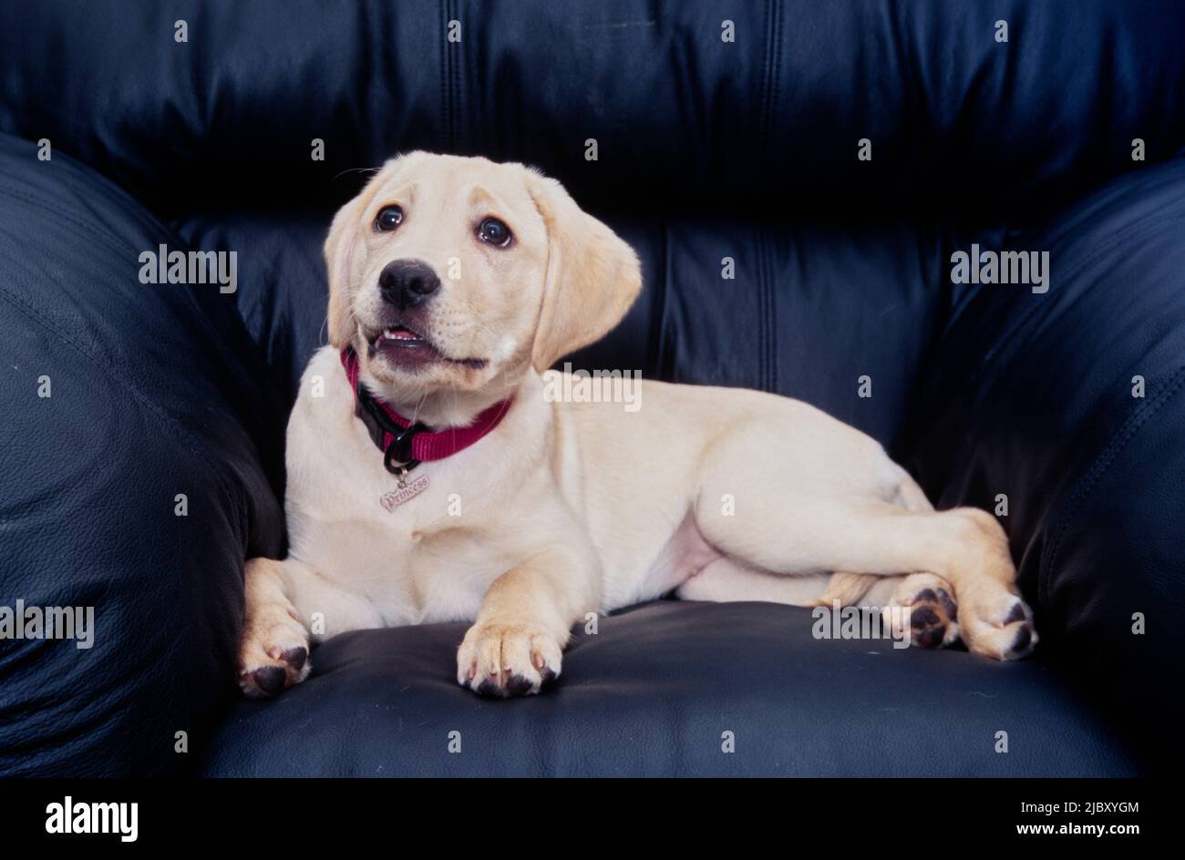 Lab black white hi-res stock photography and images - Alamy