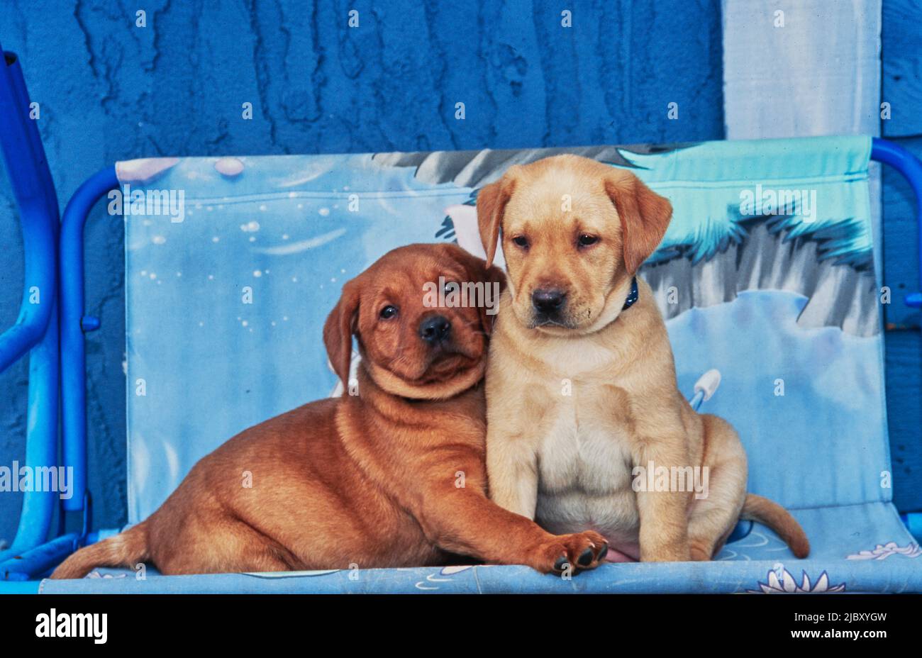 Red And Yellow Lab Puppies