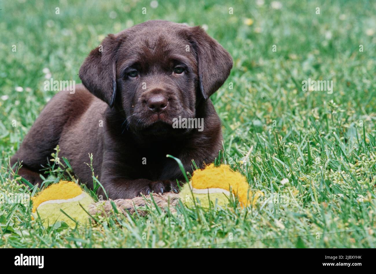 Bone ball hi-res stock photography and images - Alamy
