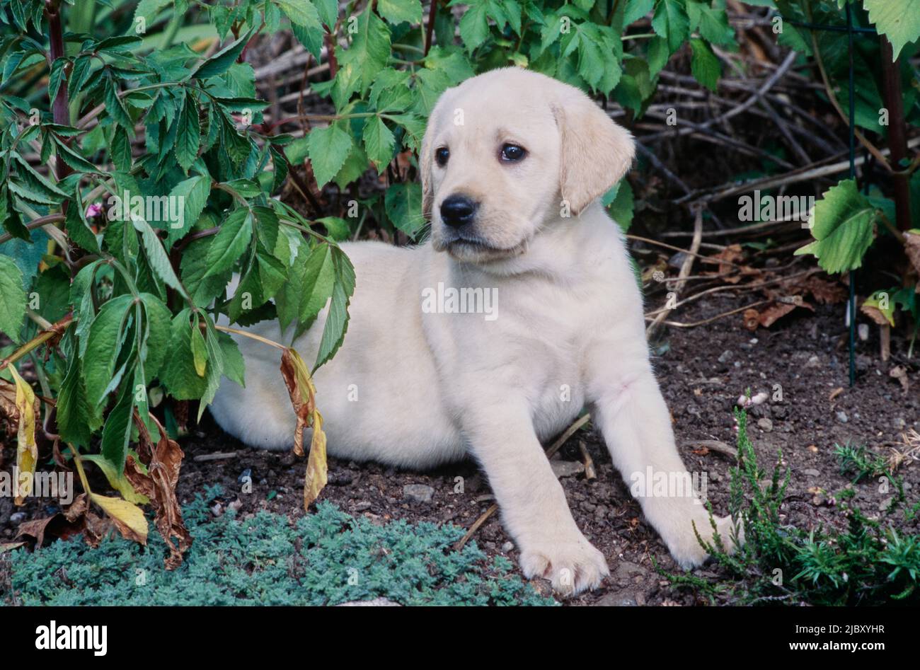 White lab puppy hi-res stock photography and images - Alamy