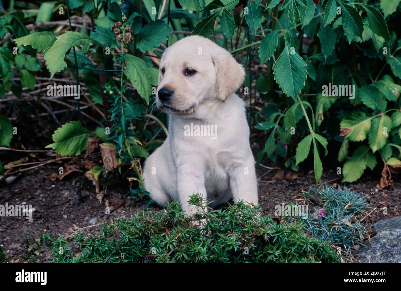 White Baby Labrador