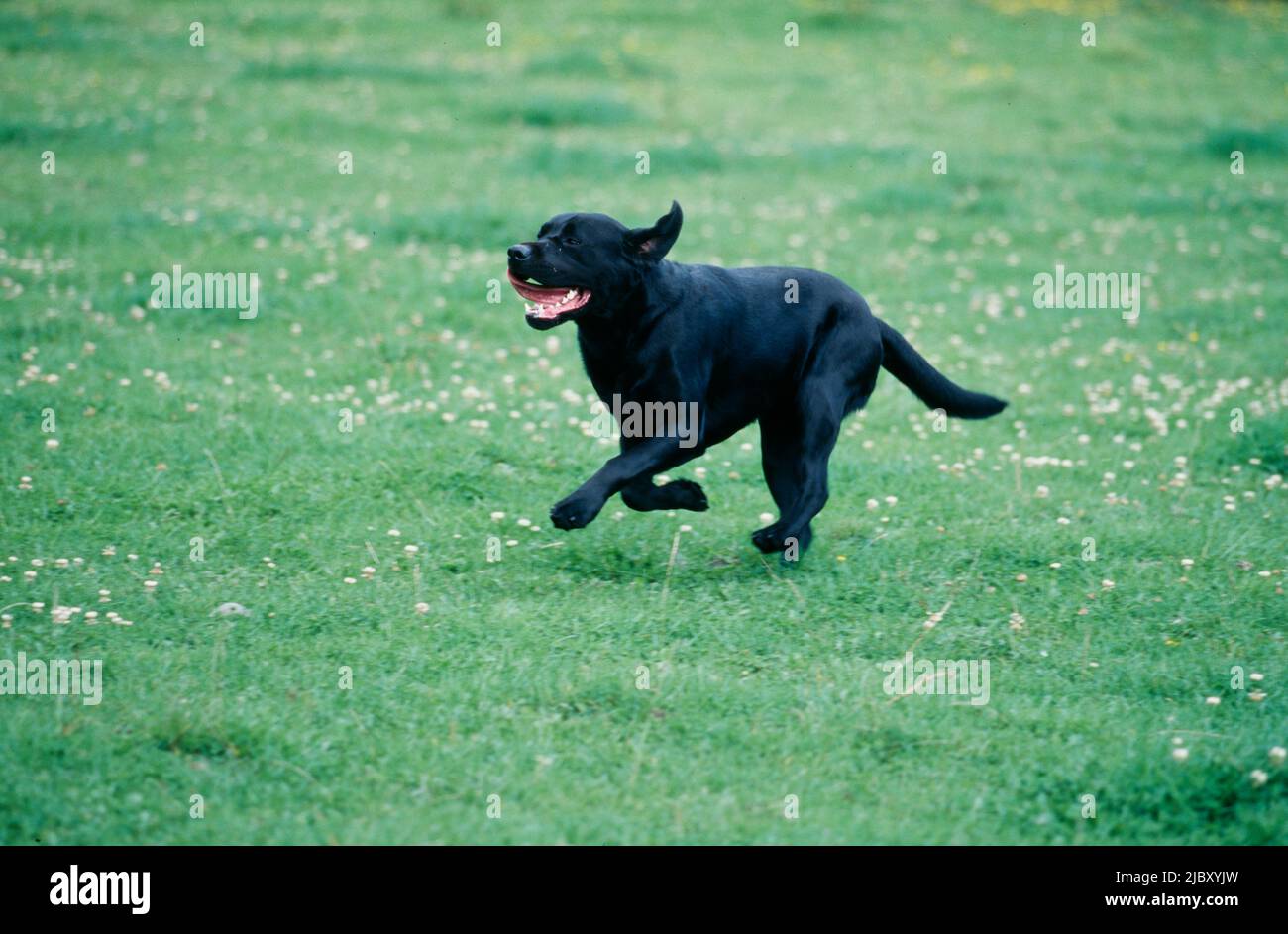 Black lab running in grass Stock Photo - Alamy