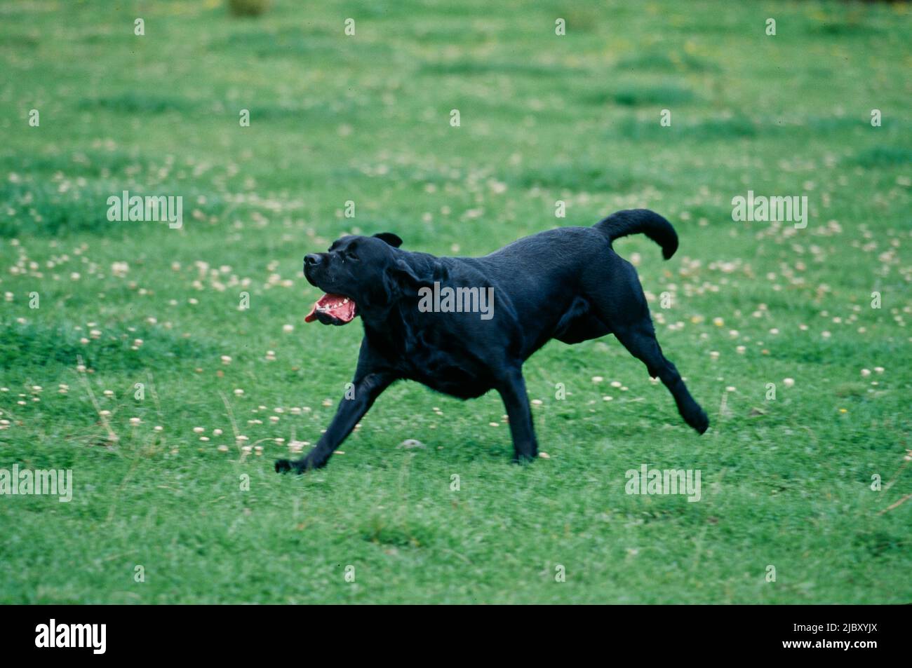 Black lab running in grass Stock Photo - Alamy