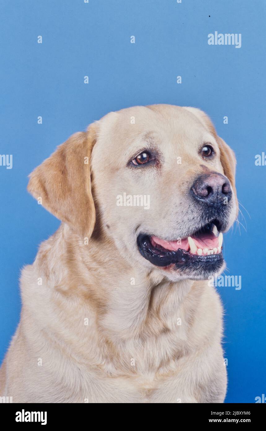 Yellow lab face on light blue background Stock Photo - Alamy