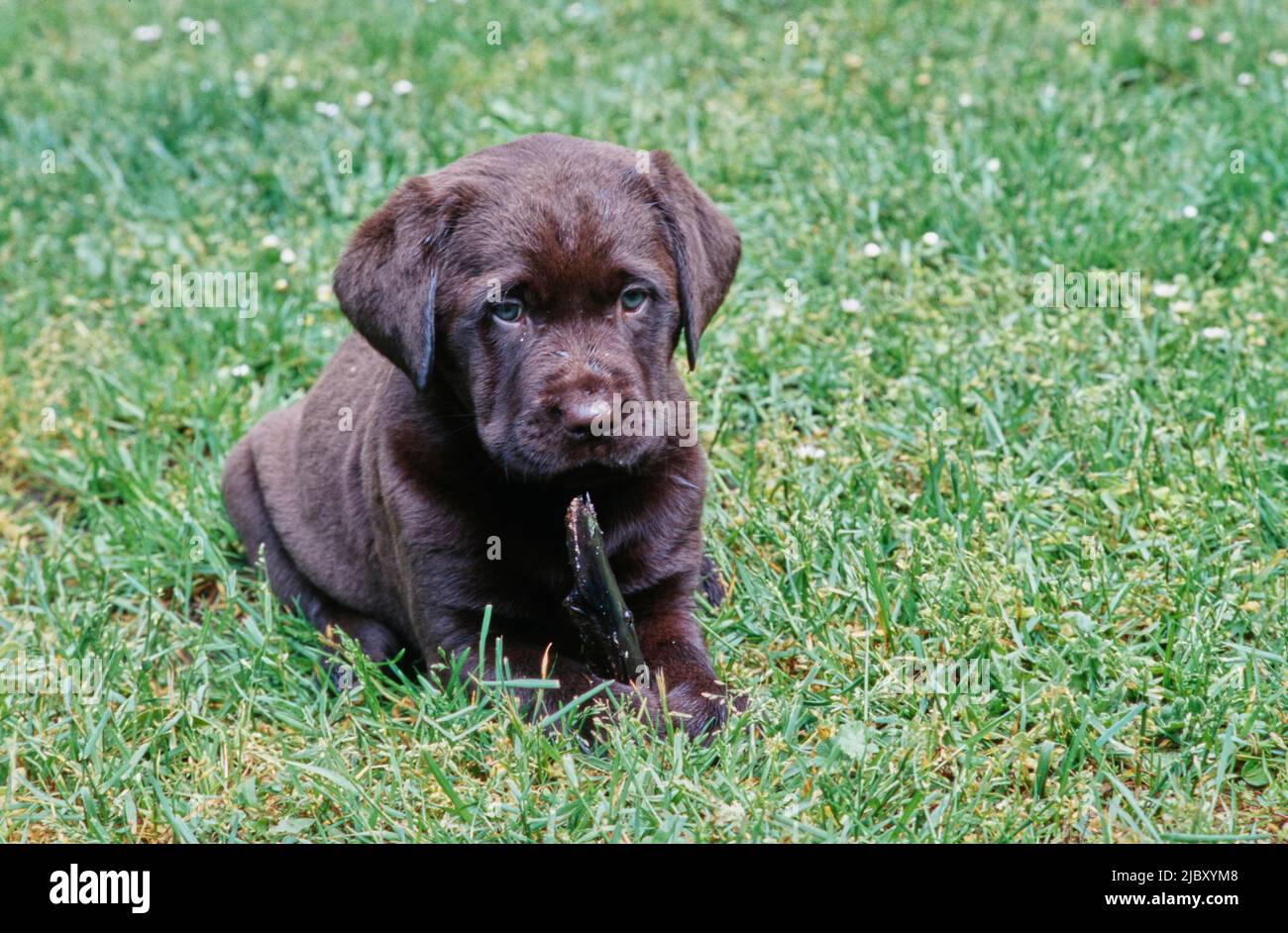 Chocolate lab in yard chewing stick Stock Photo - Alamy