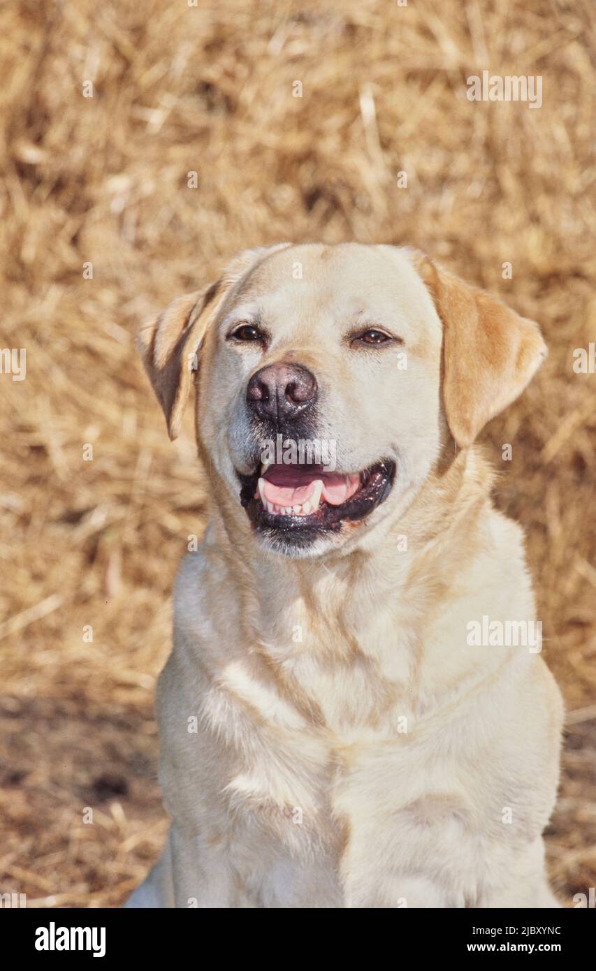 Yellow lab in front of golden grass Stock Photo - Alamy