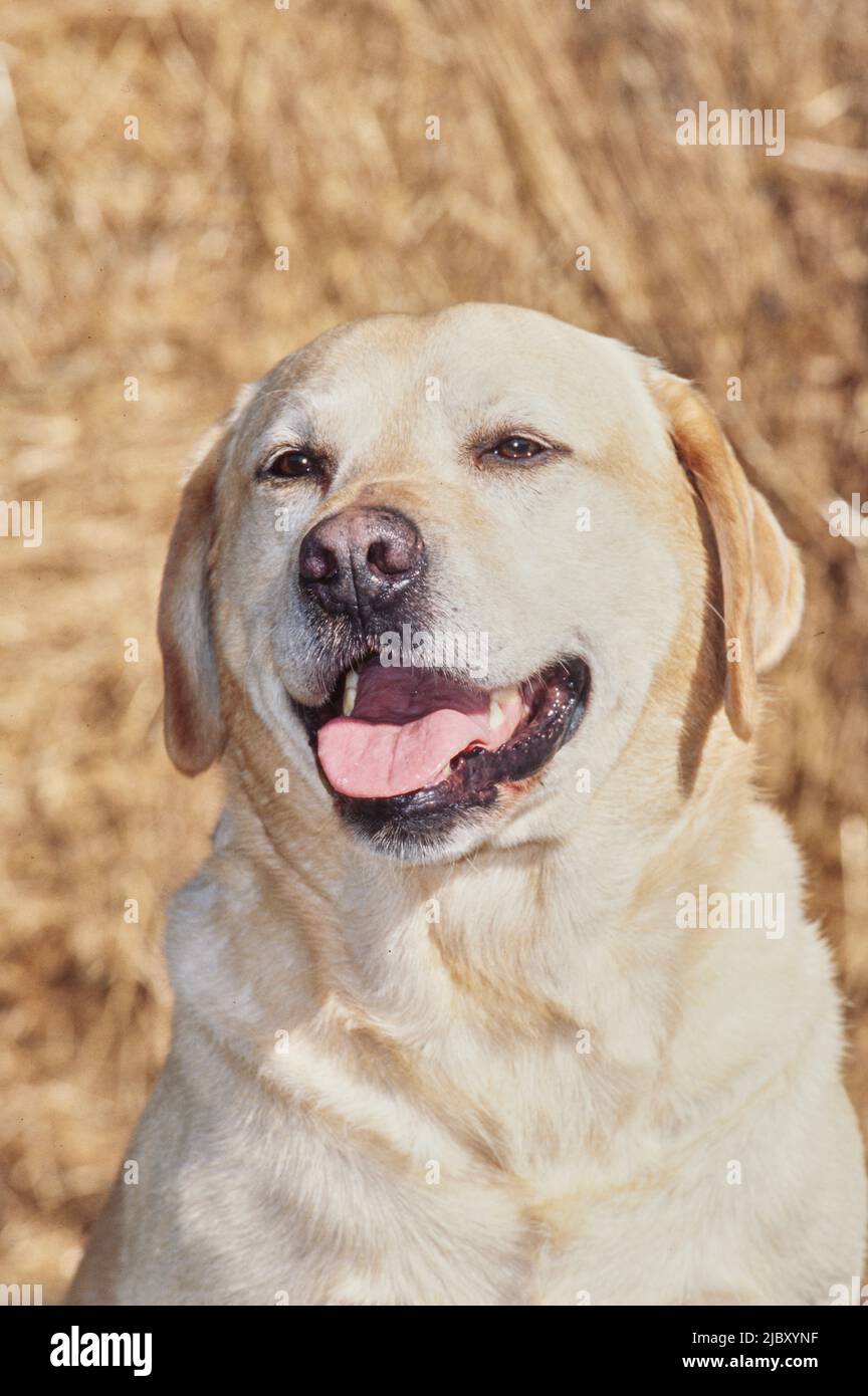 Yellow lab in front of golden grass Stock Photo - Alamy