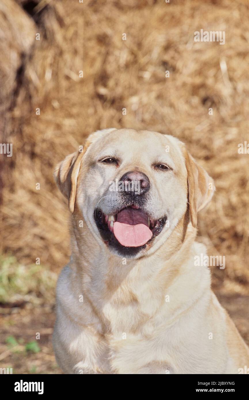 Yellow lab in front of golden grass Stock Photo - Alamy