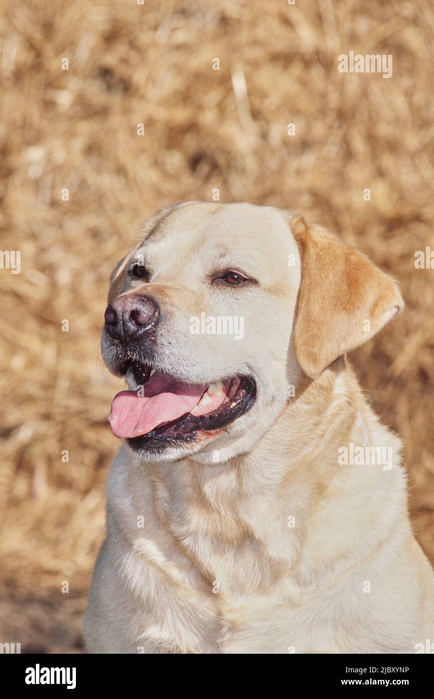 Yellow lab in front of golden grass Stock Photo - Alamy