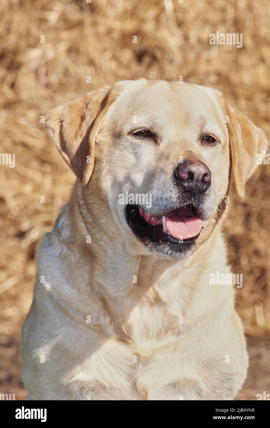 Yellow lab in front of golden grass Stock Photo - Alamy