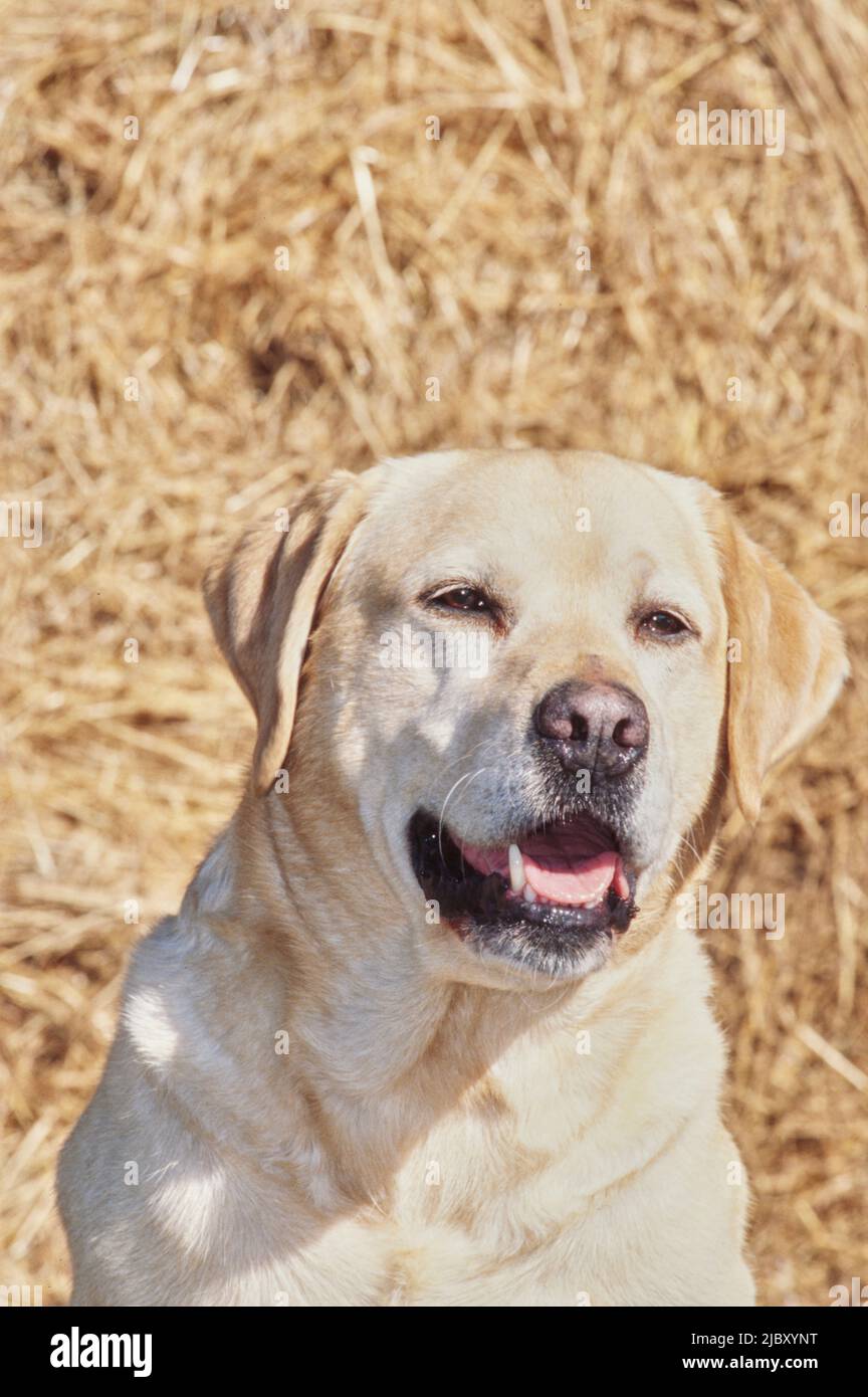 Yellow lab in front of golden grass Stock Photo - Alamy