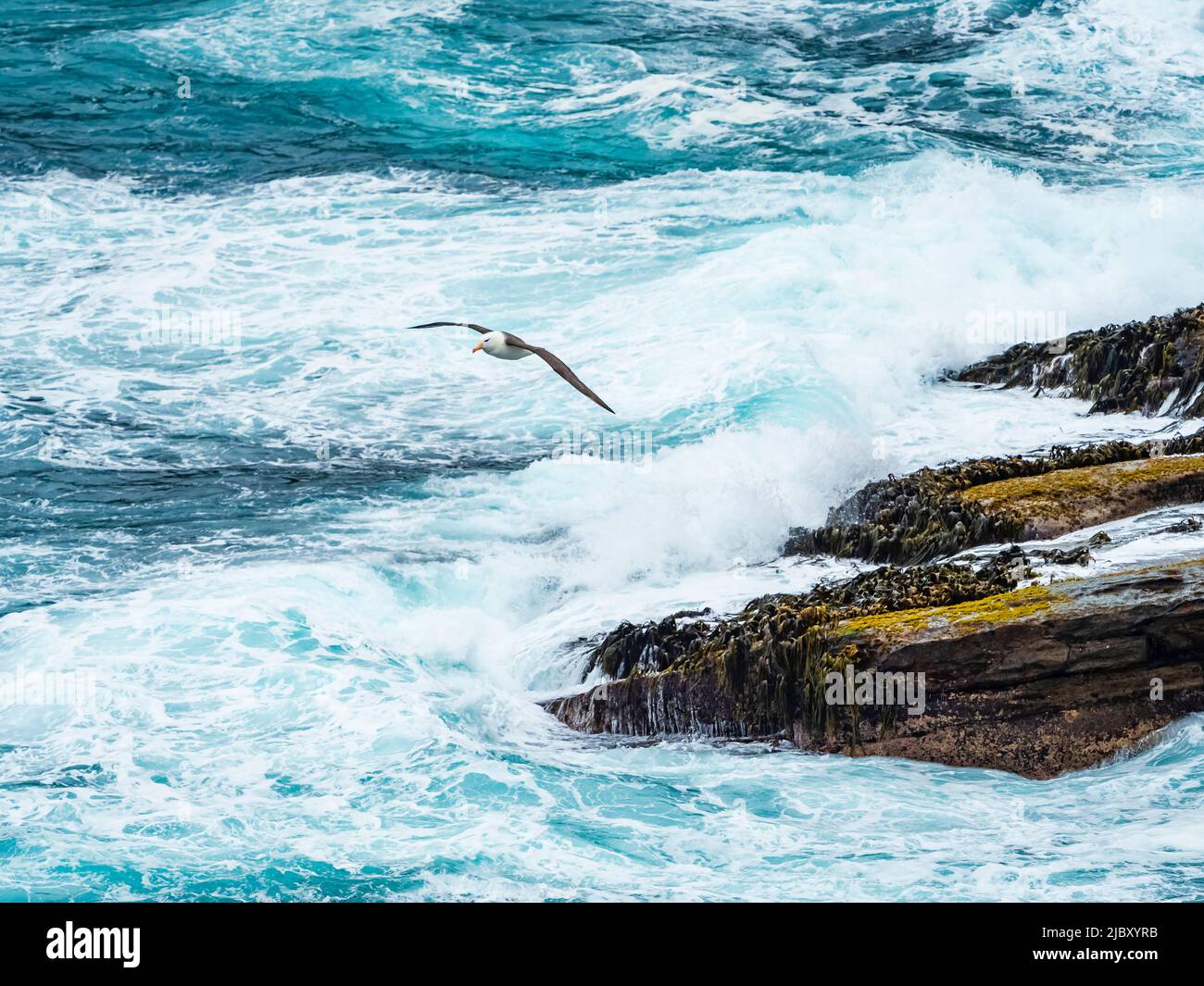 Black-browed Albatross (Thalassarche melanophris) in flight over waves ...