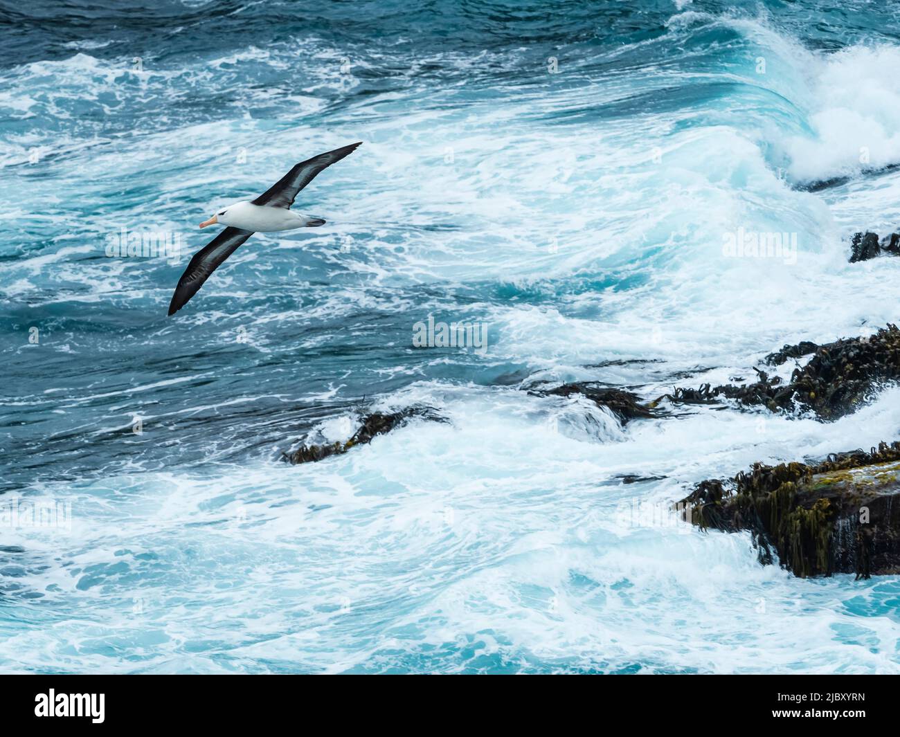 Black-browed Albatross (Thalassarche melanophris) in flight over waves ...