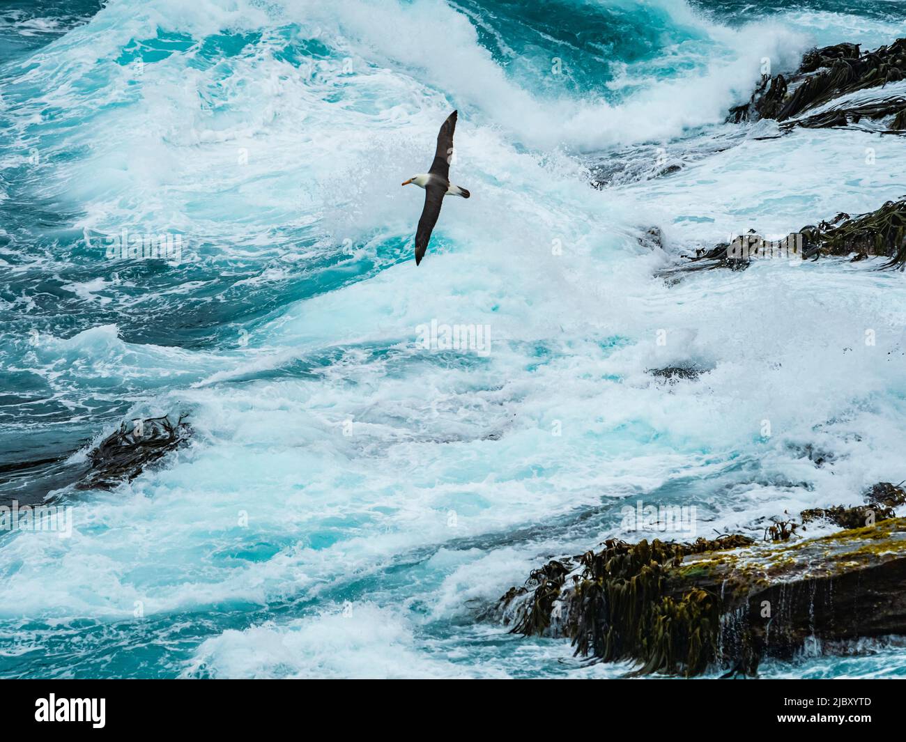 Black-browed Albatross (Thalassarche melanophris) in flight over waves ...