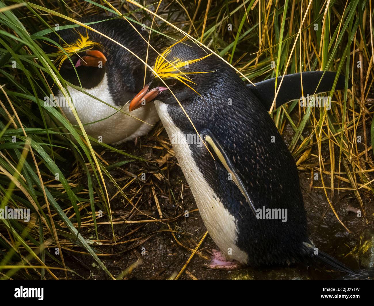 Macaroni Penguins (Eudyptes chrysolophus) in the tussock grass at ...