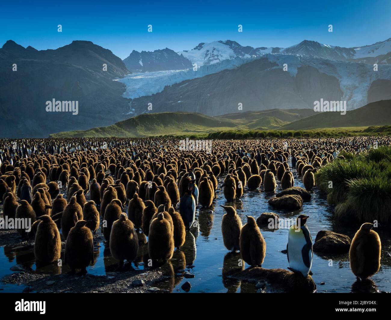 Afternoon light on King Penguins (Aptenodytes patagonicus) at Gold ...