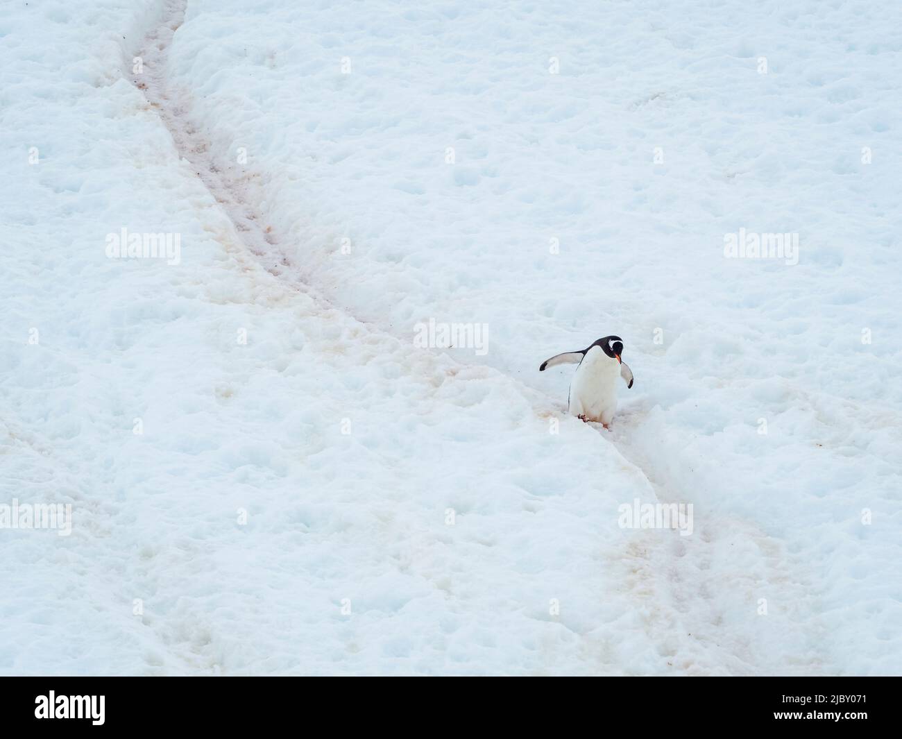 Gentoo Penguins (Pygoscelis papua) following penguin highway at Neko ...