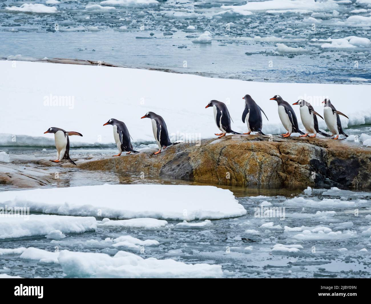 Gentoo Penguins (Pygoscelis papua) returning single file Peterman ...